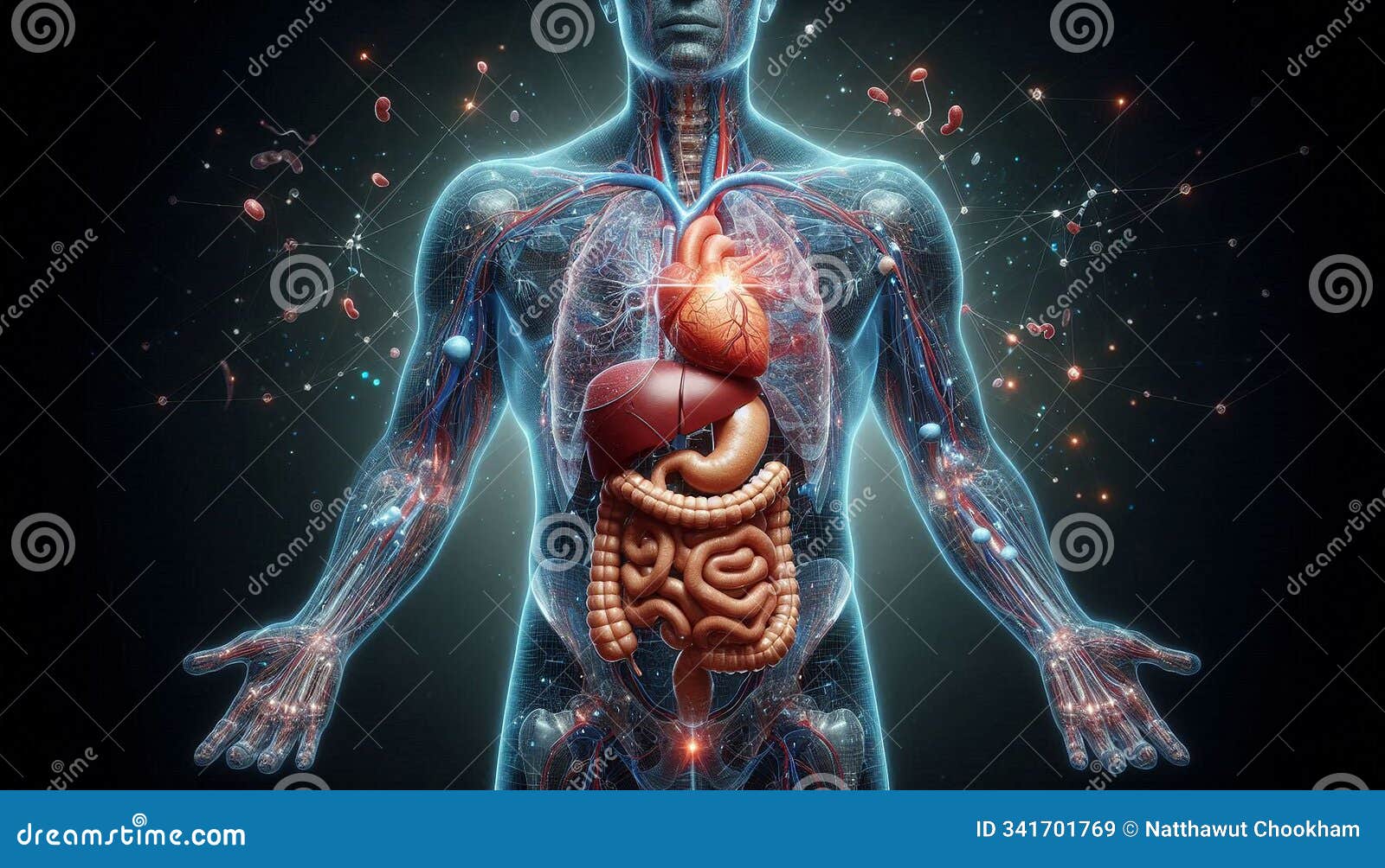Human Anatomy with Organ Systems and Structures Stock Illustration ...