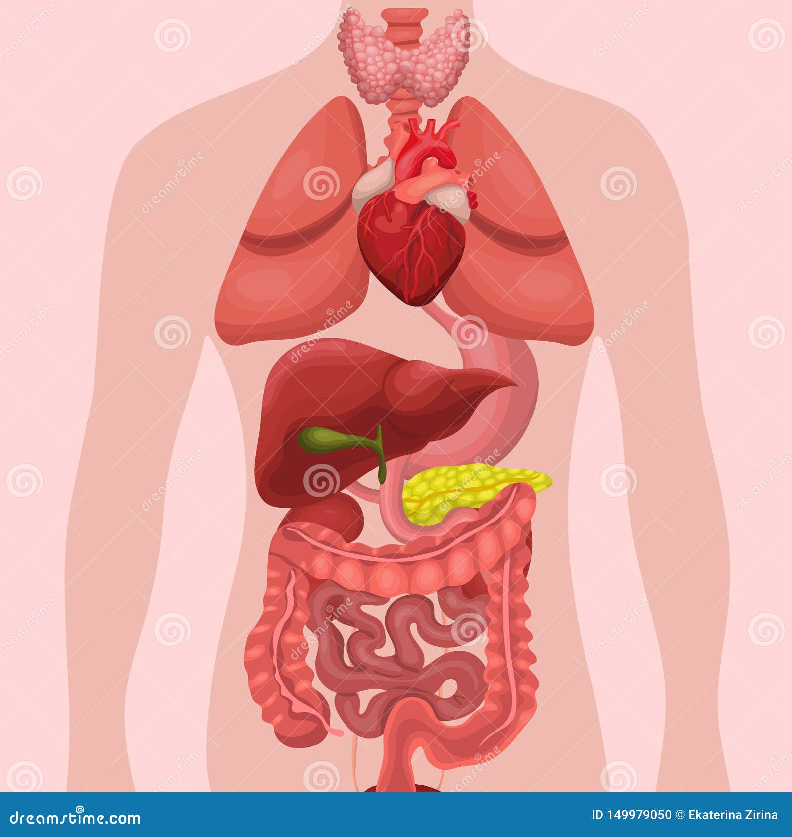 Human Anatomy Organs Internal. Systems of Man Body and Organs. Medical ... Human Anatomy Organs Internal. Systems of Man Body and Organs. Medical ...