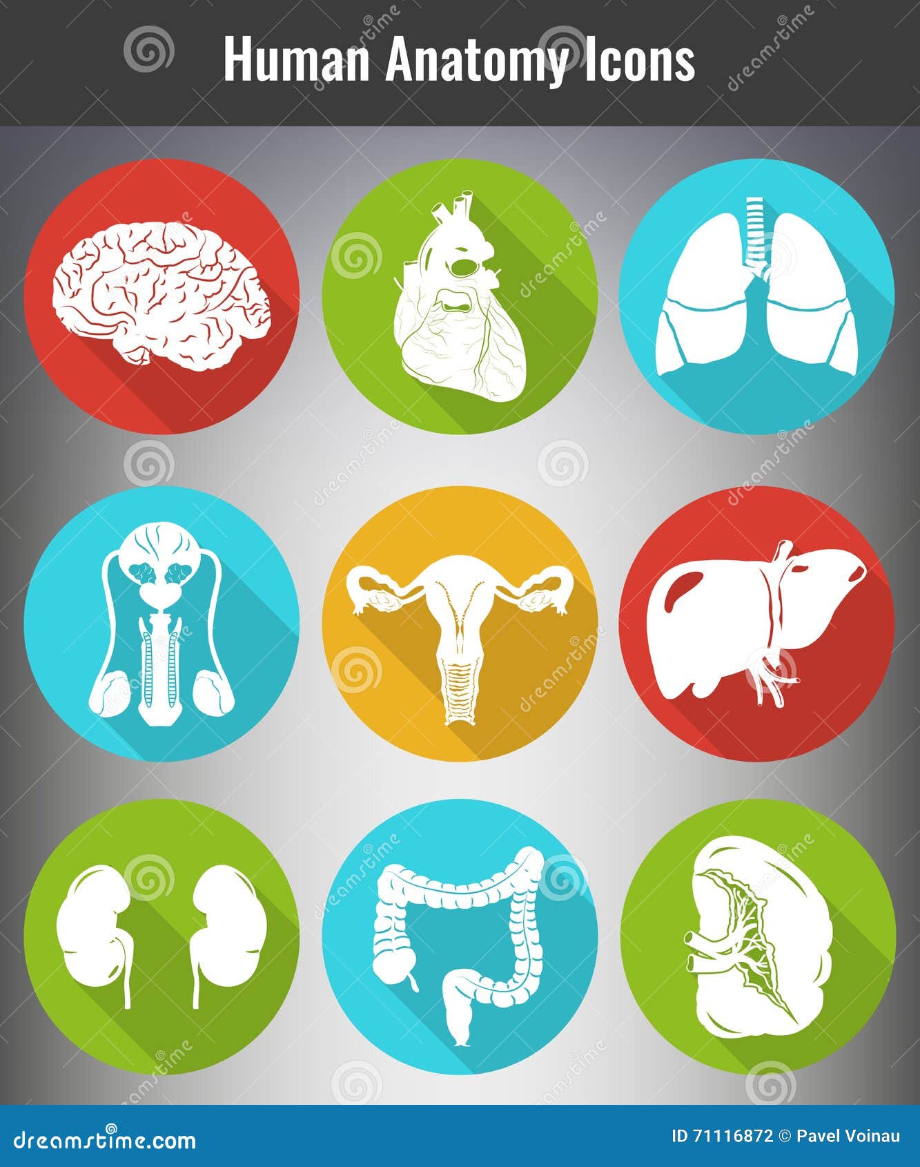 Human Anatomy Set. Human Organs Detailed Vector Stock Vector ...