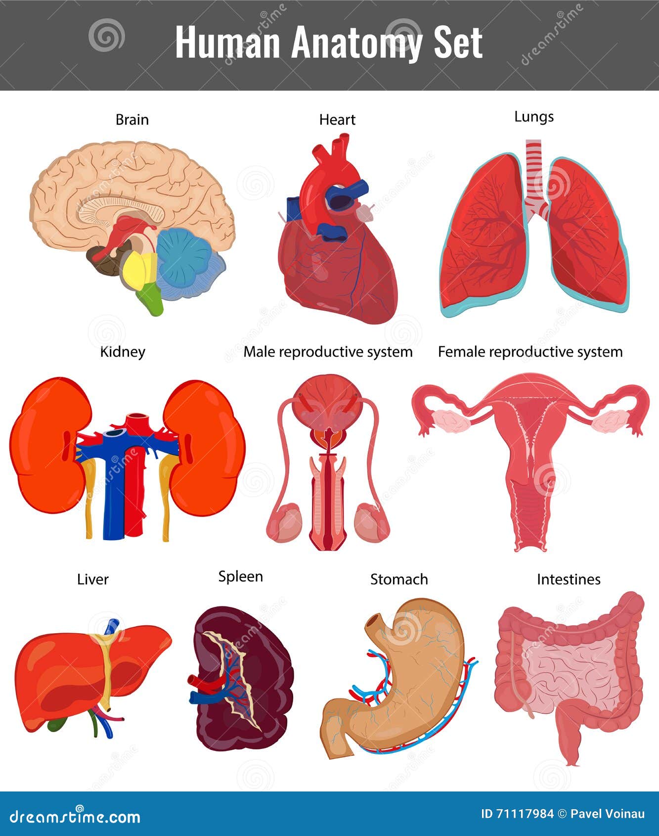 Human Anatomy Set. Human Organs Detailed Vector Stock Vector ...