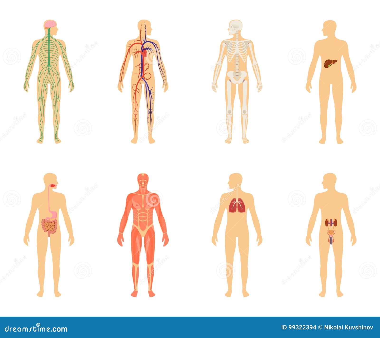 Human Anatomy. Set of Vector Illustration Isolated on White Background ...