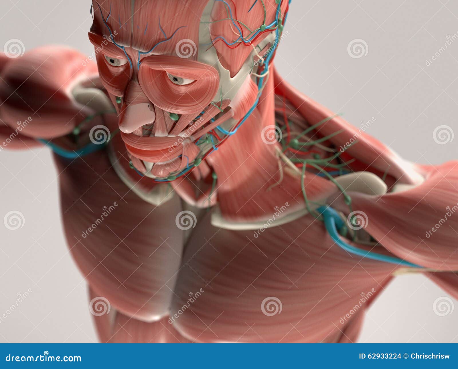 Face Vascular Anatomy