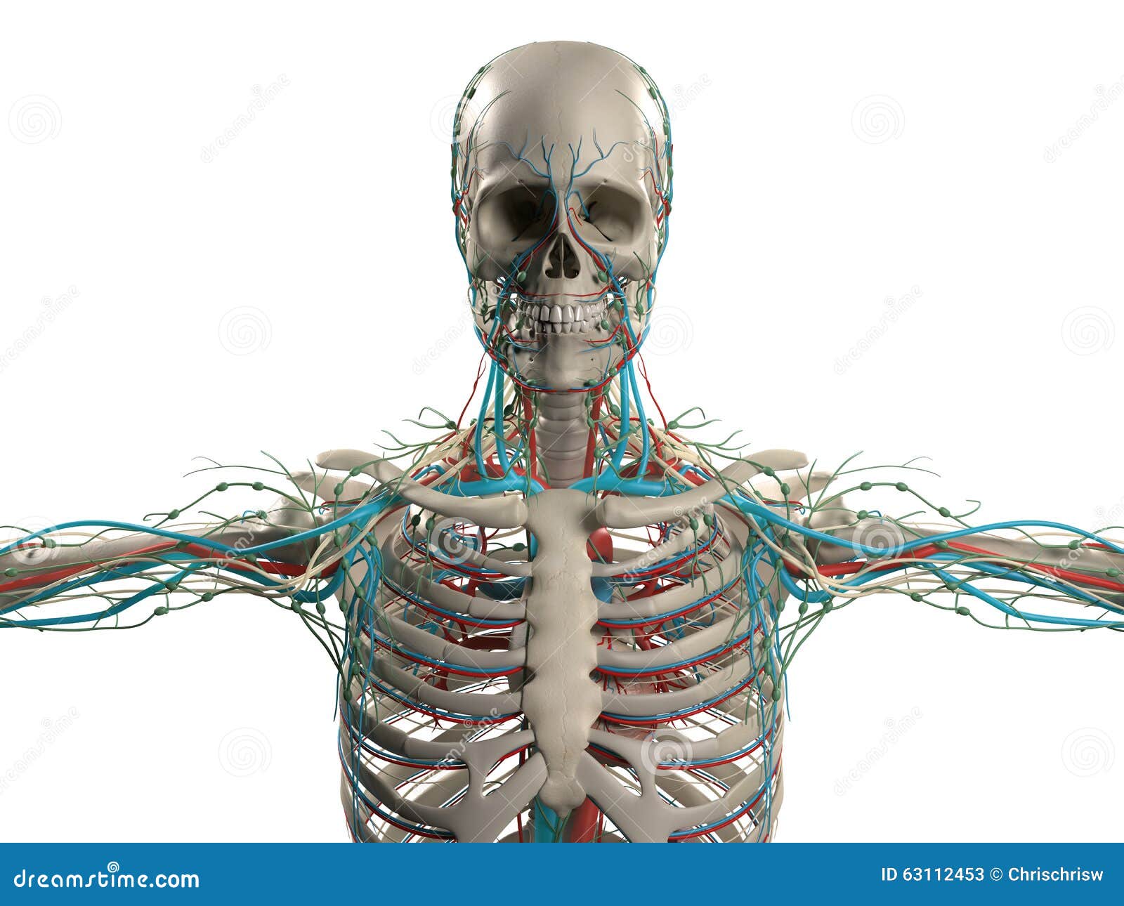 Human Anatomy Showing Head, Shoulders and Torso, Bone Structure. Stock ...