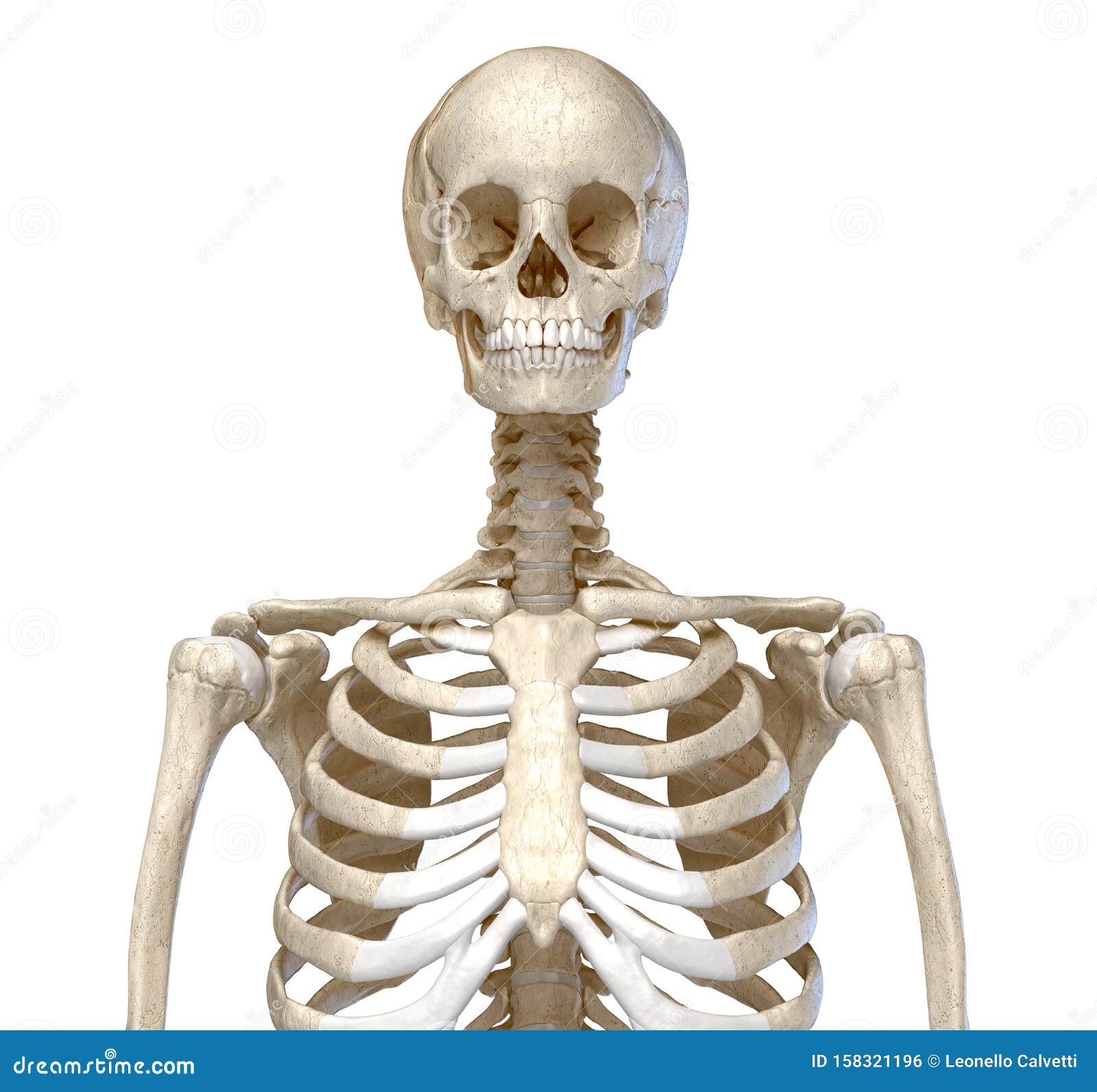 Human Anatomy, Skeletal System of the Torso. Front View Stock ...