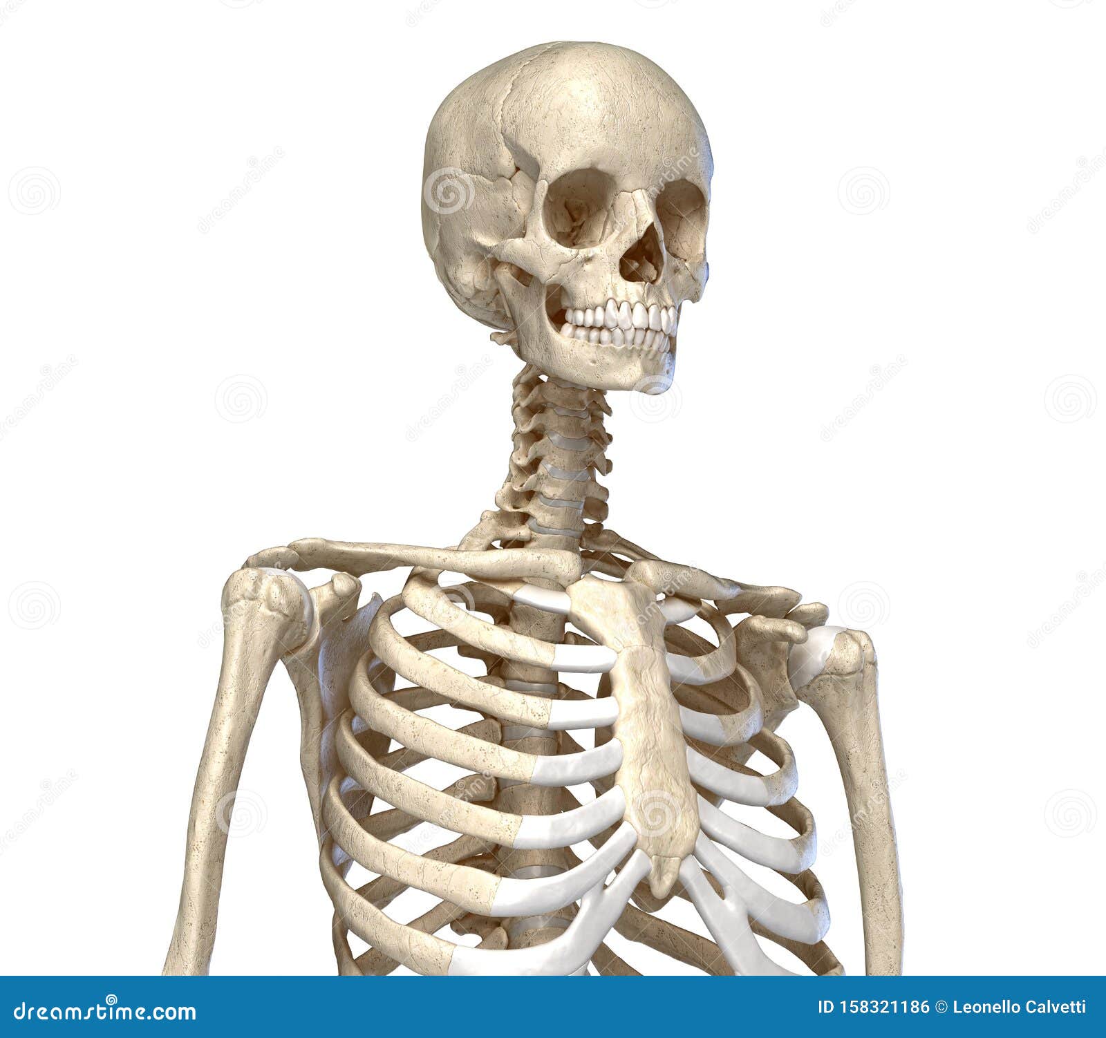 Human Anatomy, Skeletal System of the Torso. Front Perspective View ...