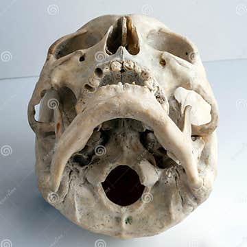 Human Anatomy. the Human Skull. View from Below Stock Photo - Image of ...