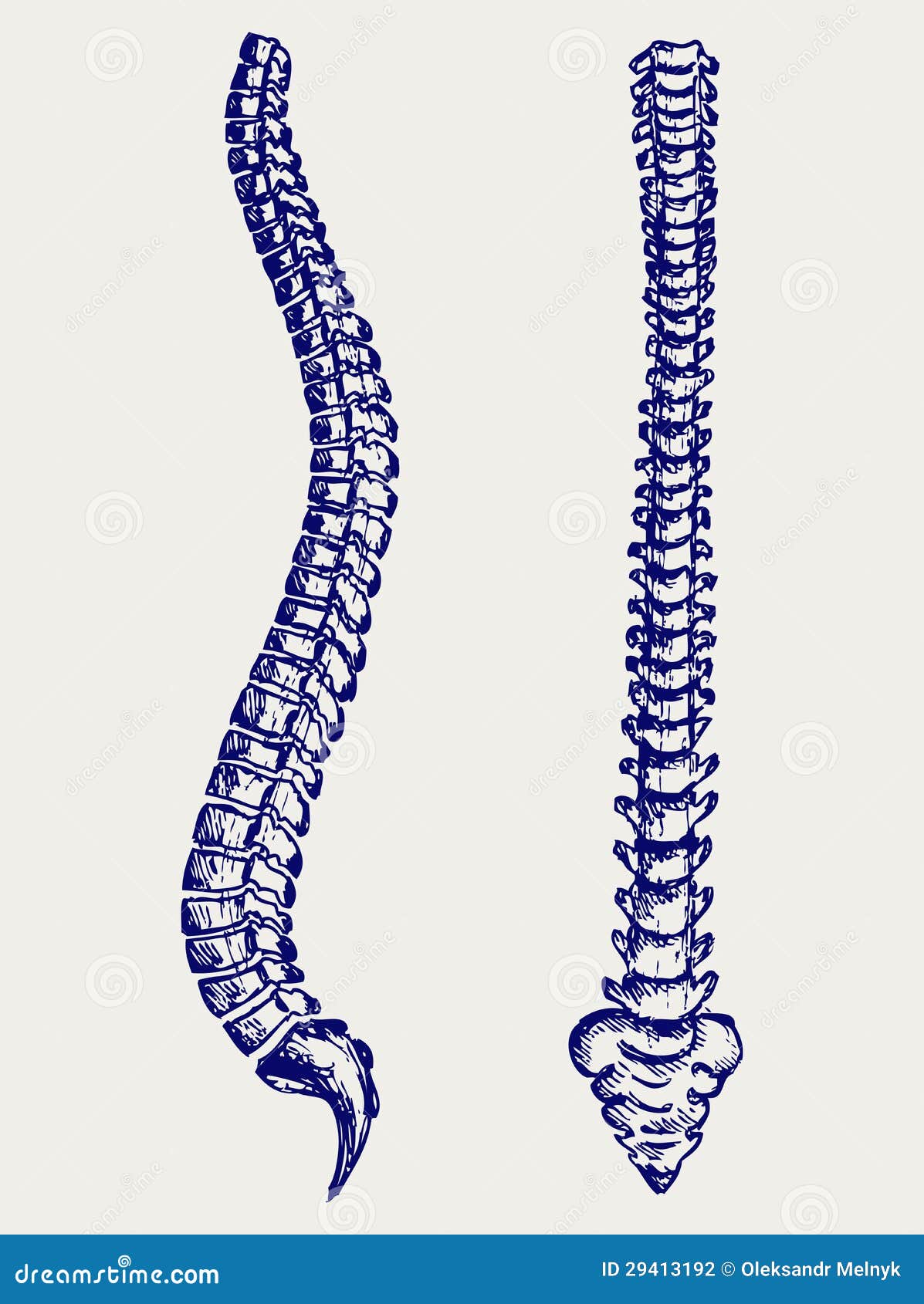 Human Anatomy Spine stock vector. Illustration of science - 29413192