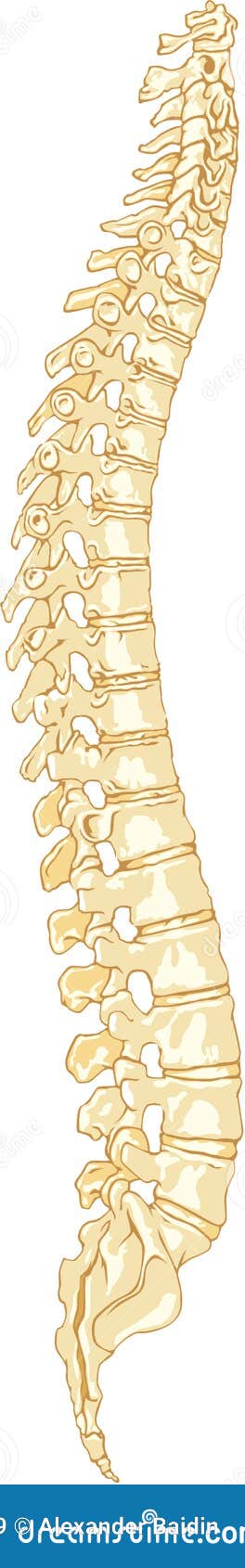 Anatomy Of The Spine Vector Illustration | CartoonDealer.com #90291280
