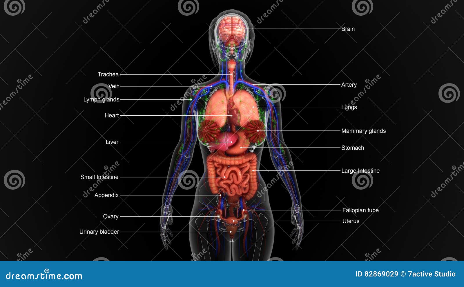 Human Anatomy stock illustration. Illustration of care - 82869029