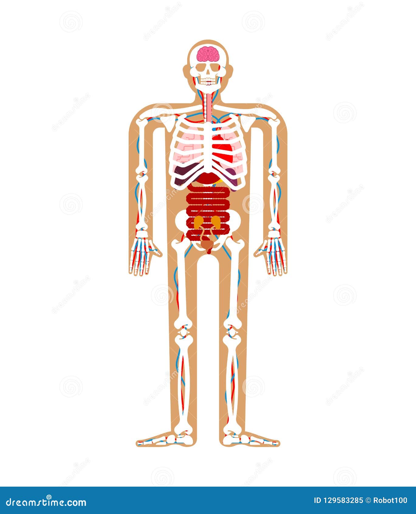 Human Anatomy System. Skeleton And Internal Organs. Systems Of M ...