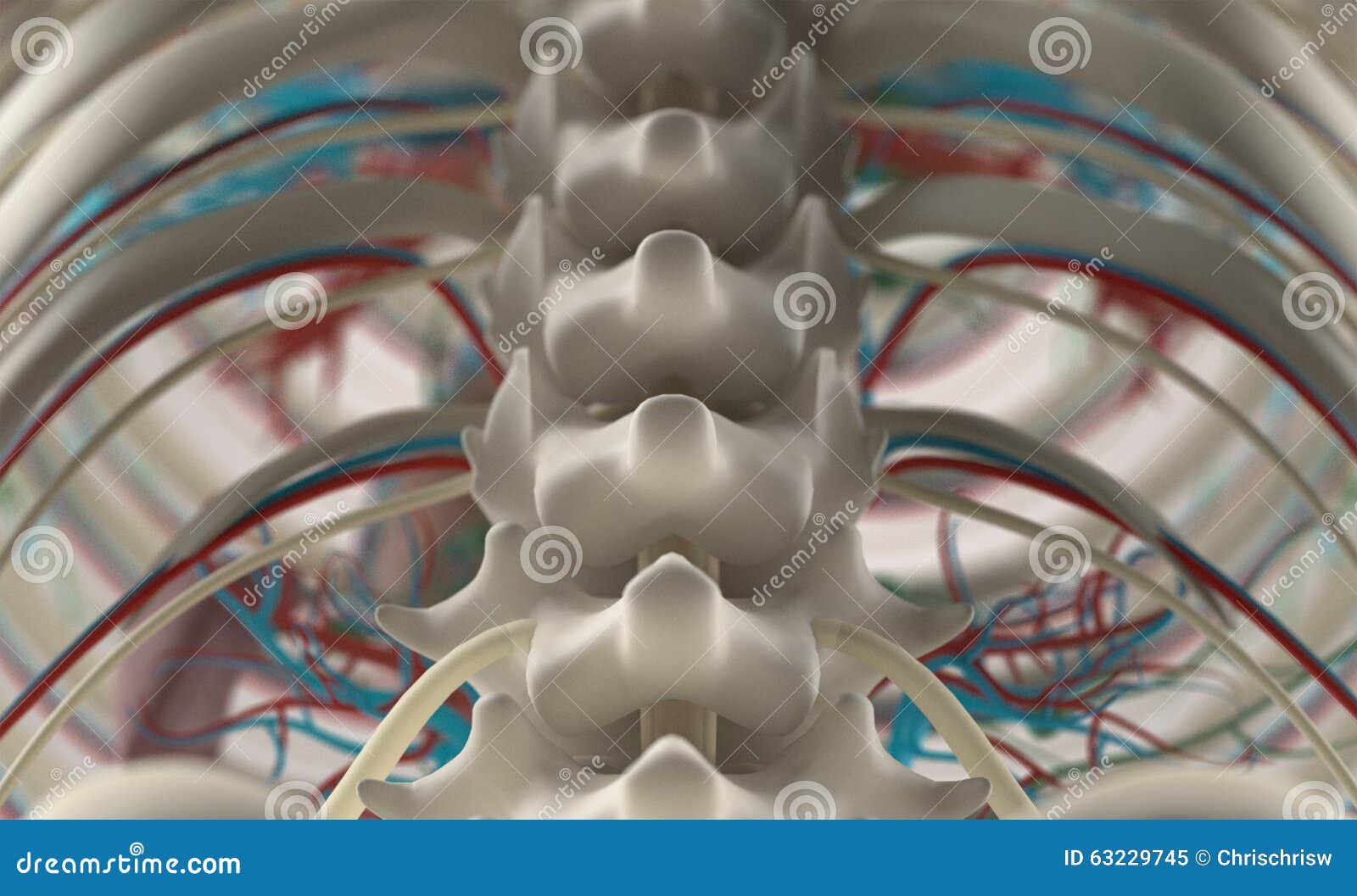 Human Anatomy, Unique View of Spine, Vertebrae. Stock Illustration ...