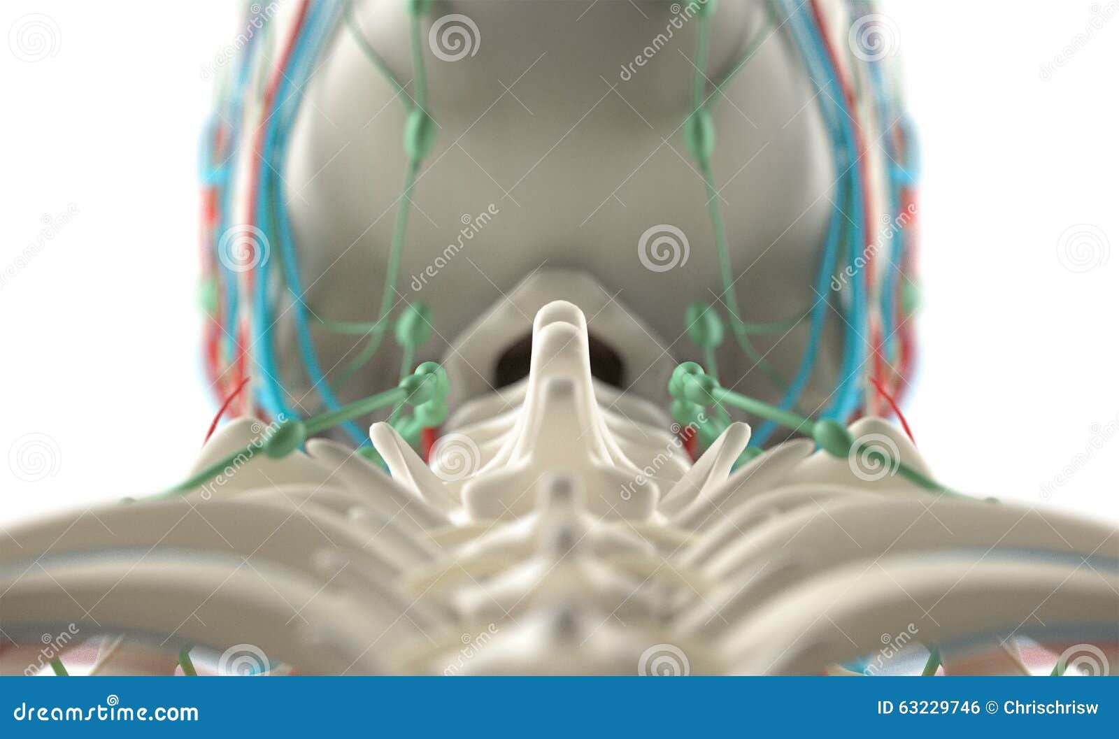 Human Anatomy, Unique View of Spine, Vertebrae and Skull. Stock ...