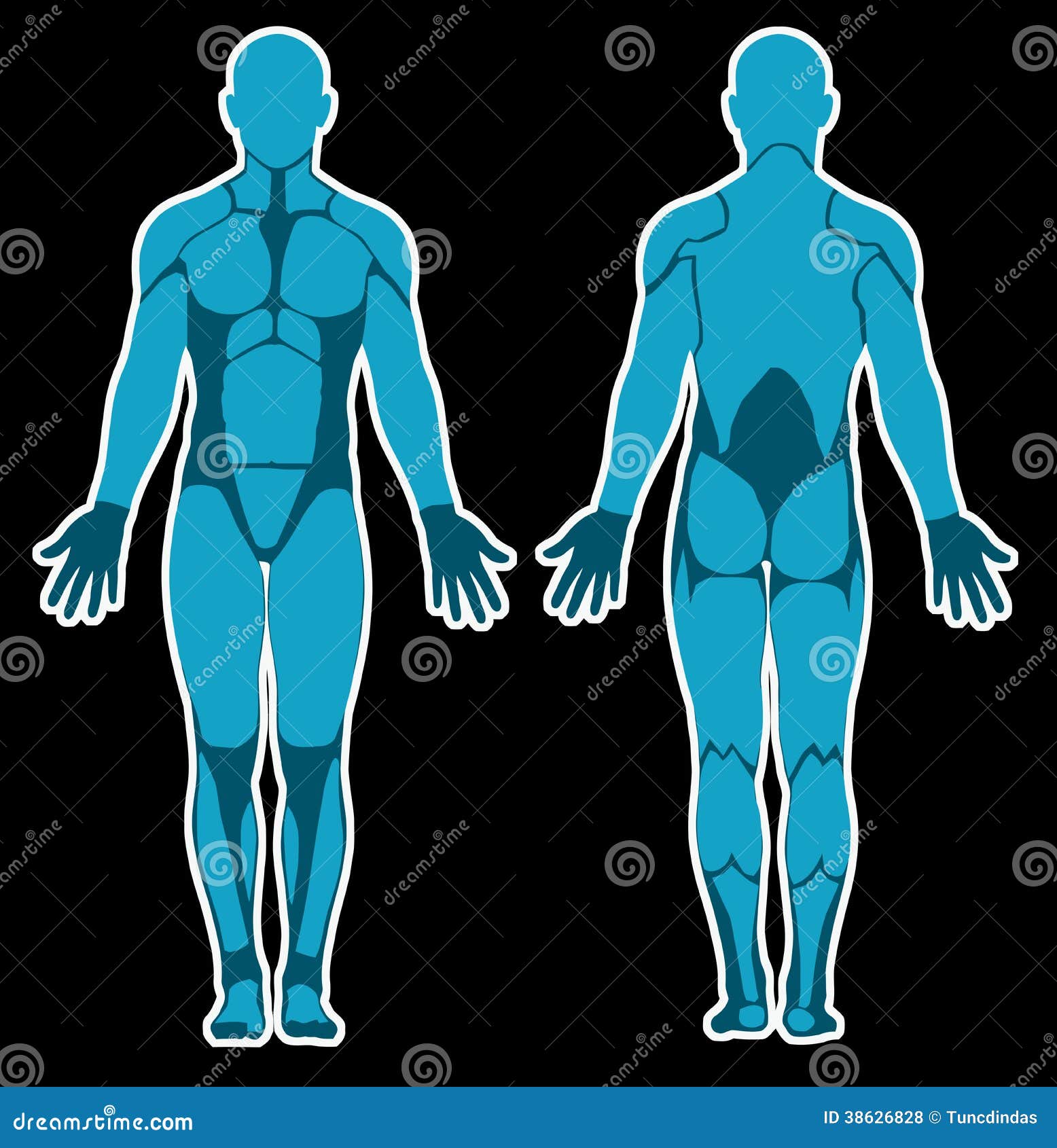 Human Anatomy stock illustration. Illustration of hospital - 38626828