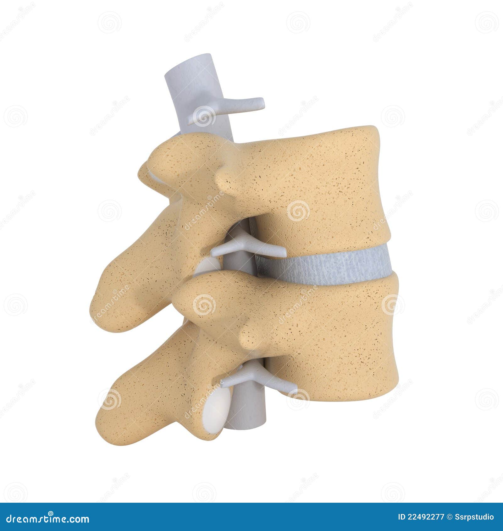 Facet Joints Anatomy With Bone Capsule And Cavity Closeup Outline ...