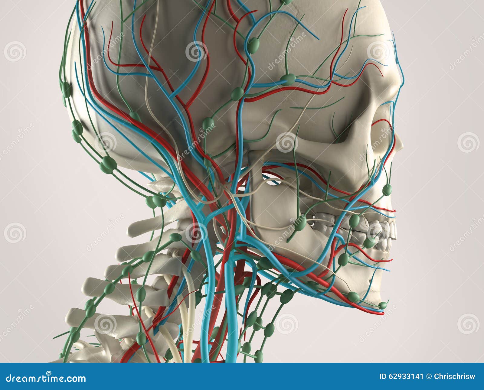 A Human Anatomy with a View of Head, Showing the Skeleton and Vascular ...