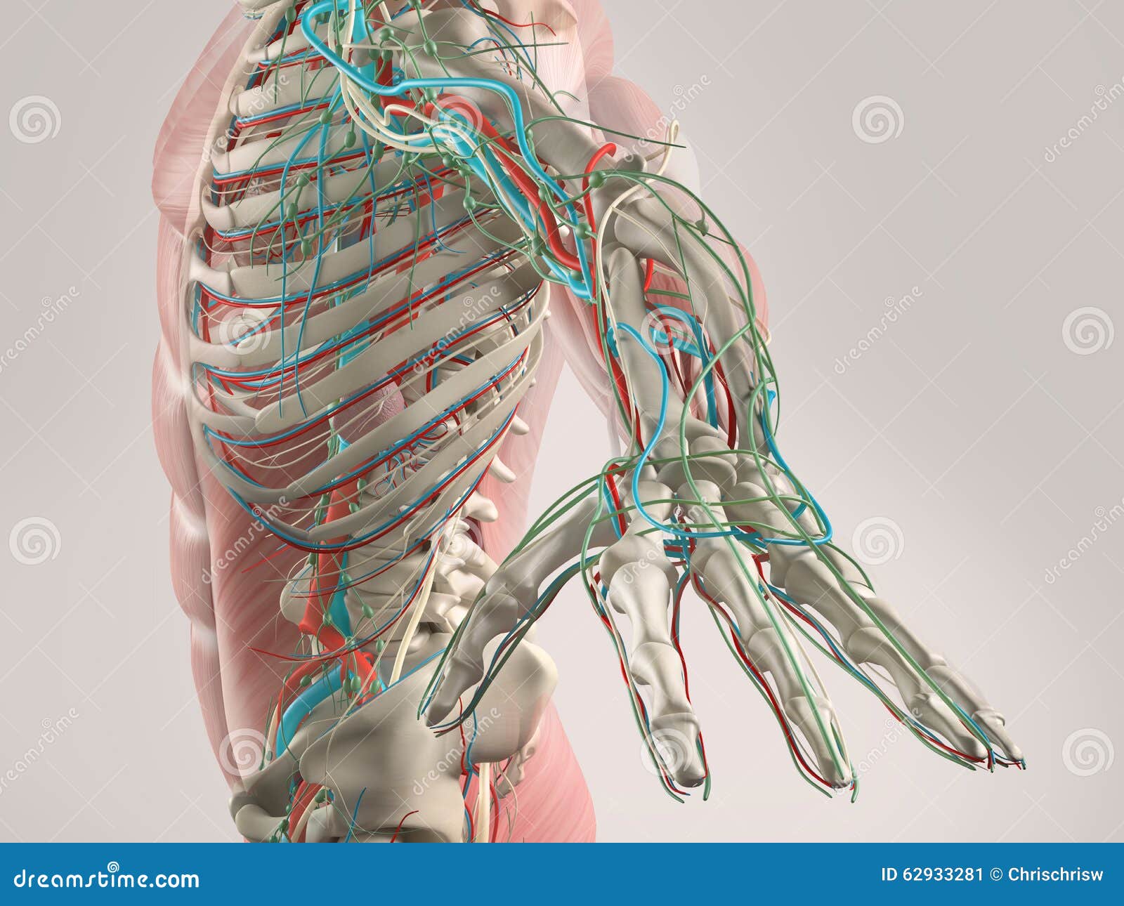 Human Anatomy View of Torso and Arm. Stock Image - Image of anatomy ...