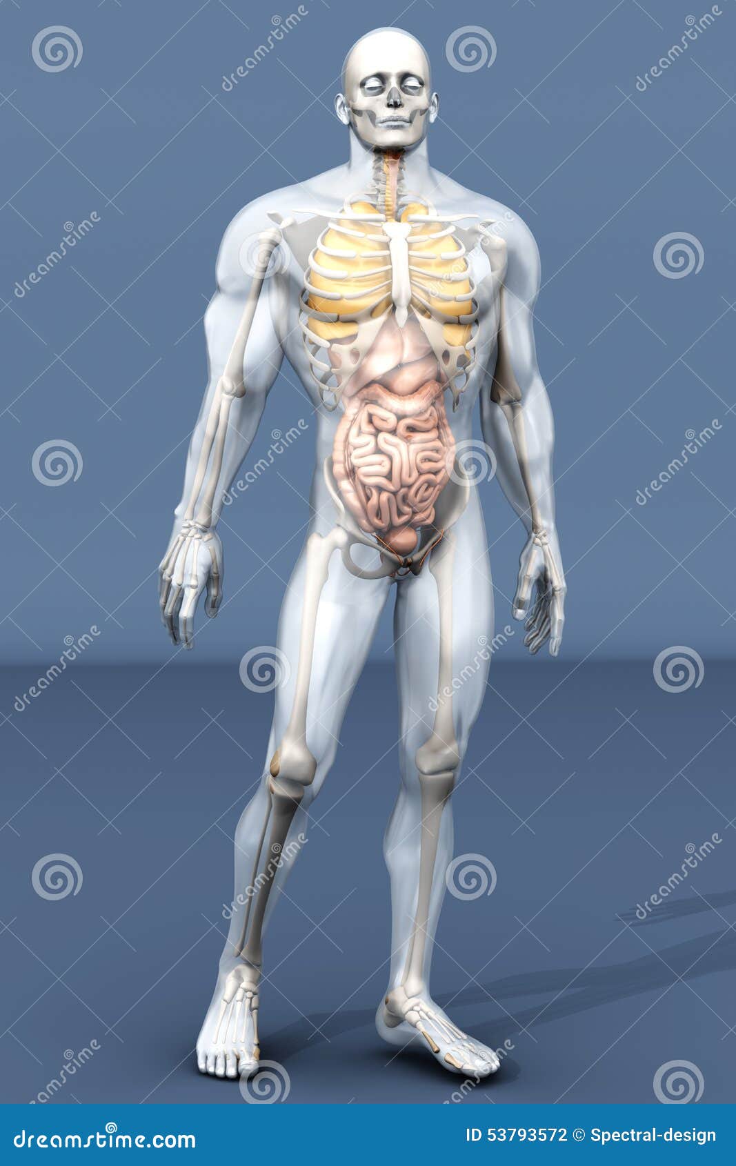 Human Anatomy Visualization - Internal Organs Stock Illustration ...