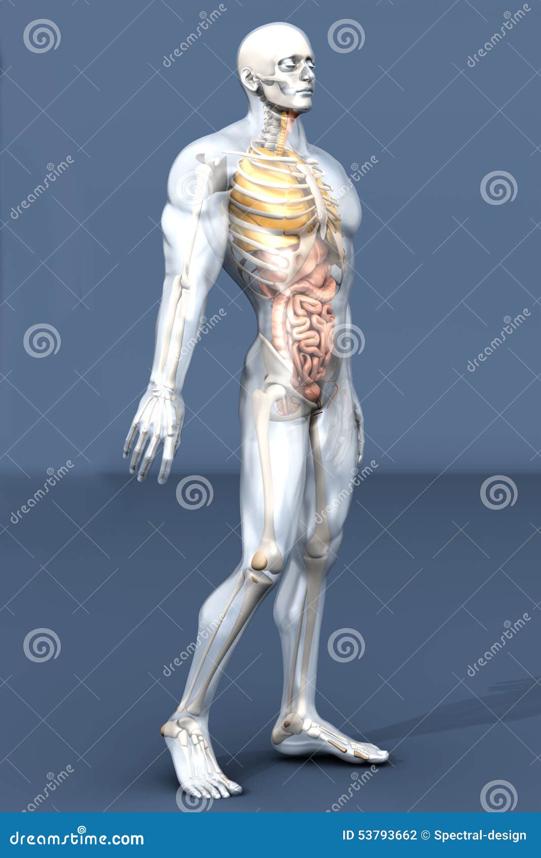 Human Anatomy Visualization - Internal Organs Stock Illustration ...