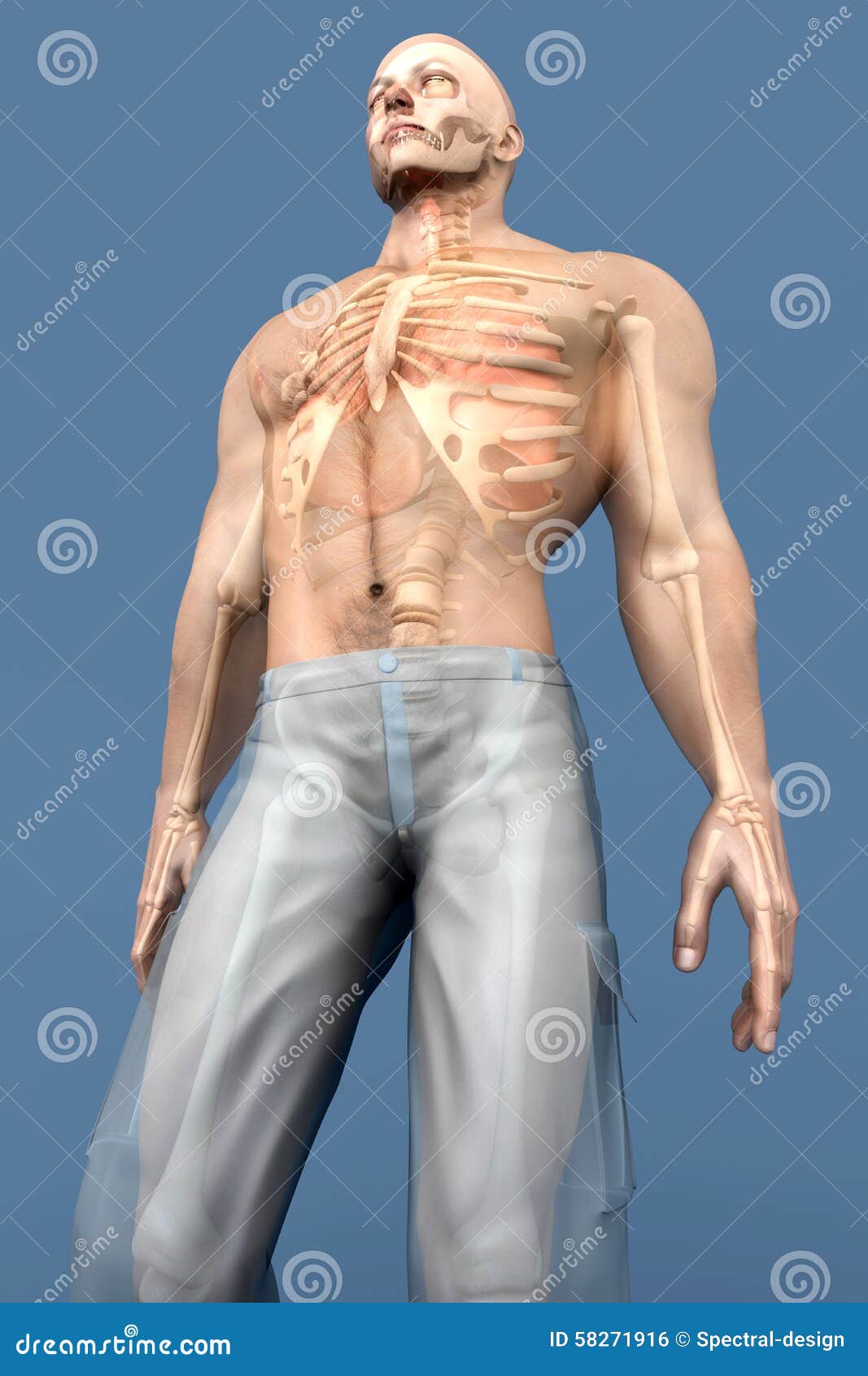 Human Anatomy Visualization - Internal Organs Stock Photo - Image of ...