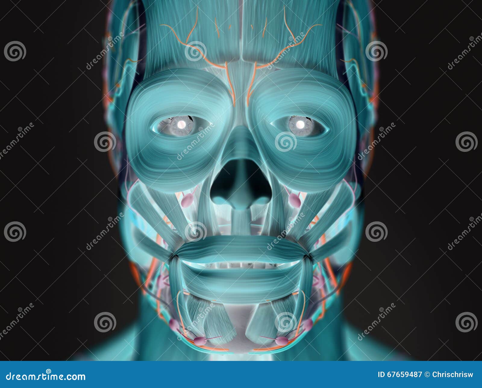 Xray/Face Front Royalty-Free Stock Image | CartoonDealer.com #198832