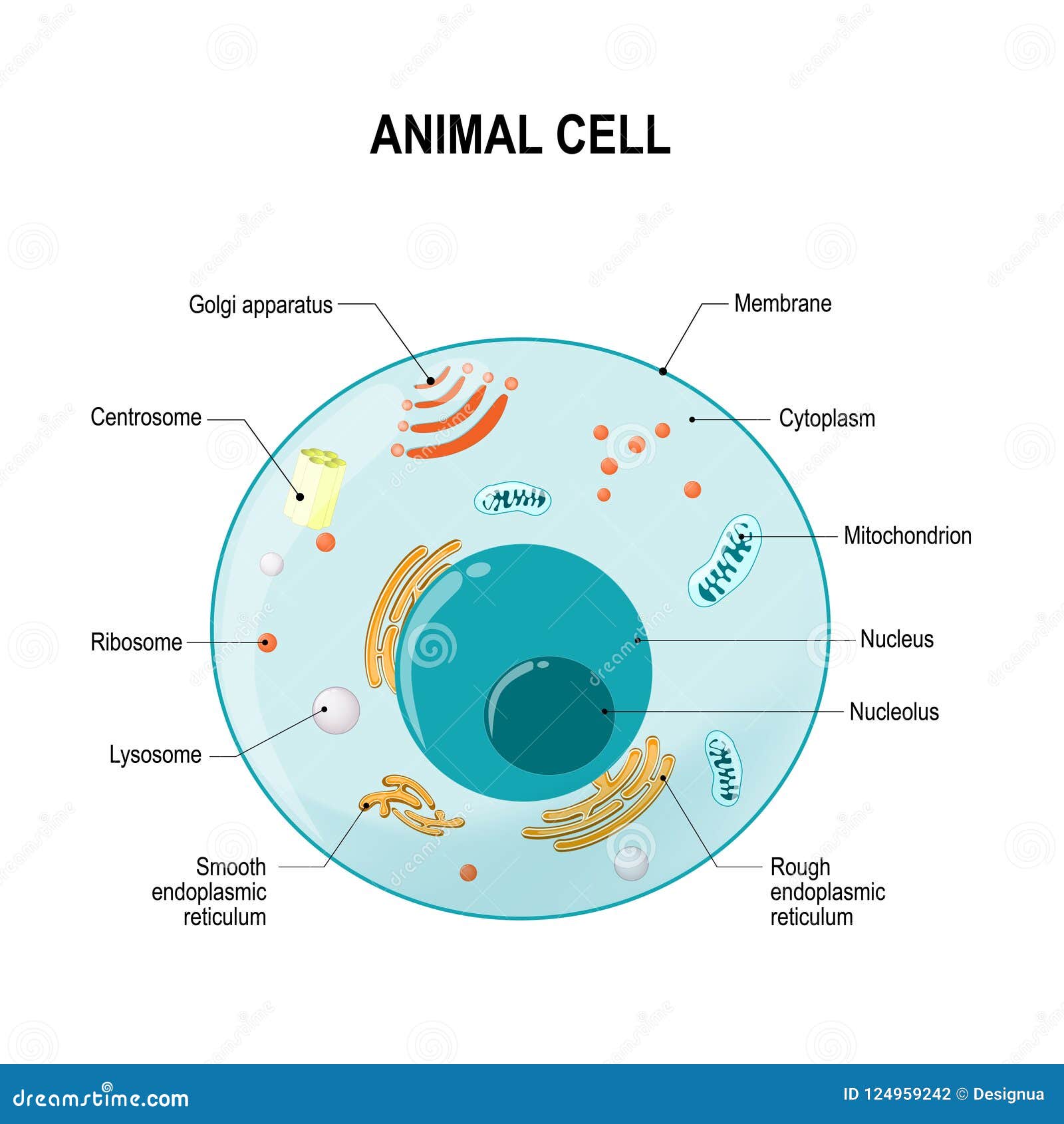Anatomy of animal cell stock vector. Illustration of health - 124959242 Anatomy of animal cell stock vector. Illustration of health - 124959242