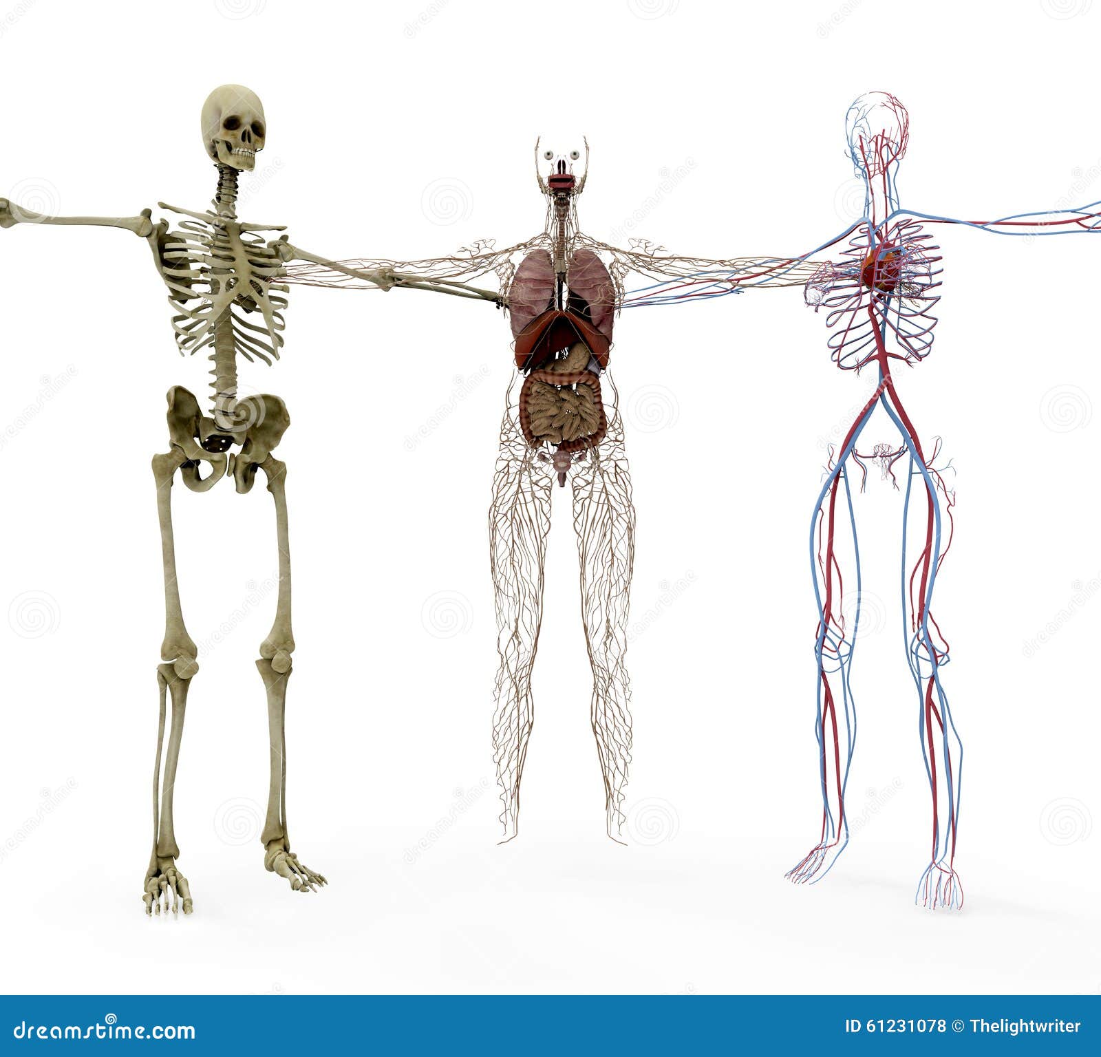 Human Anotomy in Bones, Organs and Vasculair Stock Photo - Image of ...