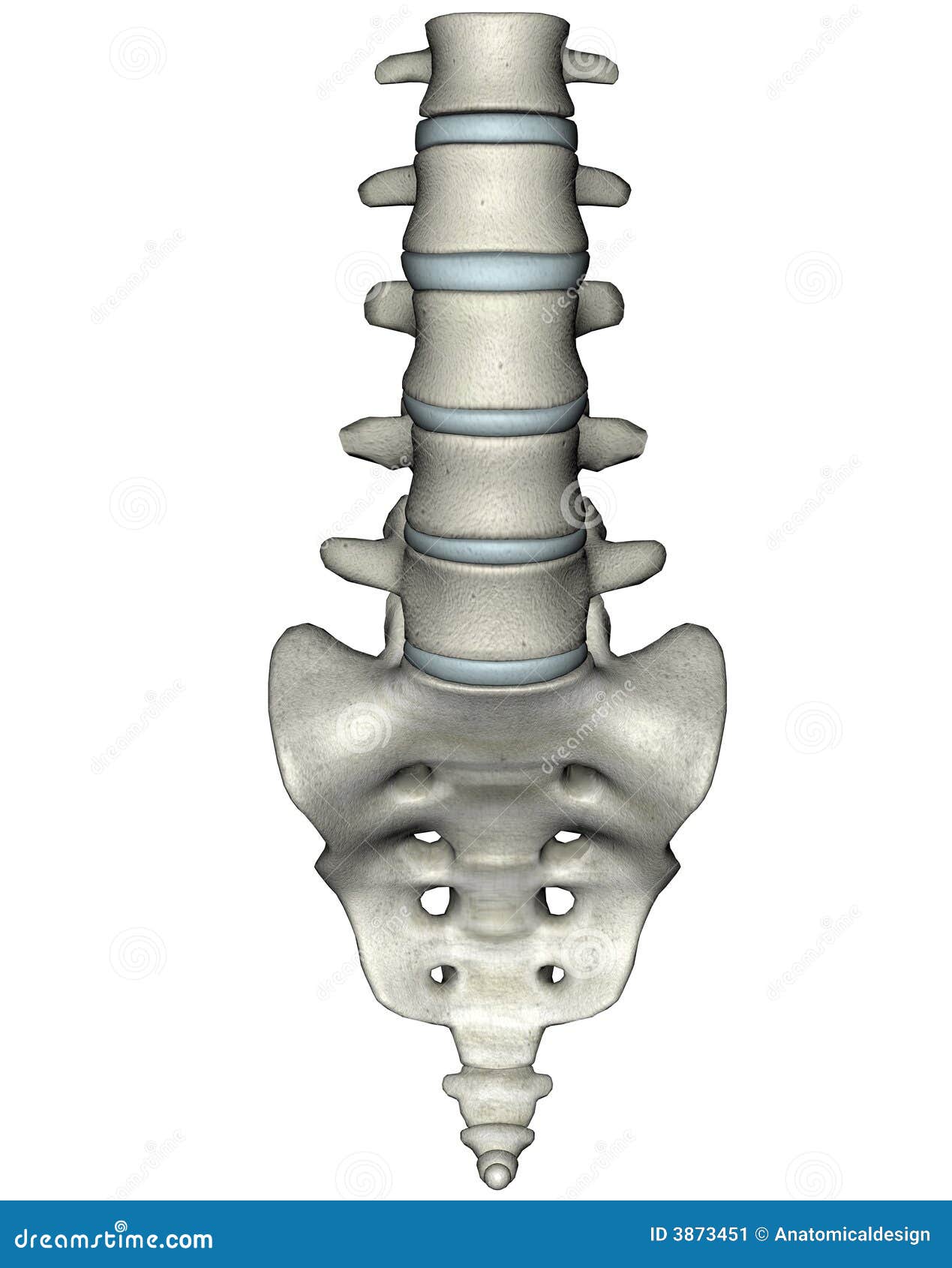 Human Anterior Lumbosacral Spine Stock Illustrations – 3 Human Anterior ...