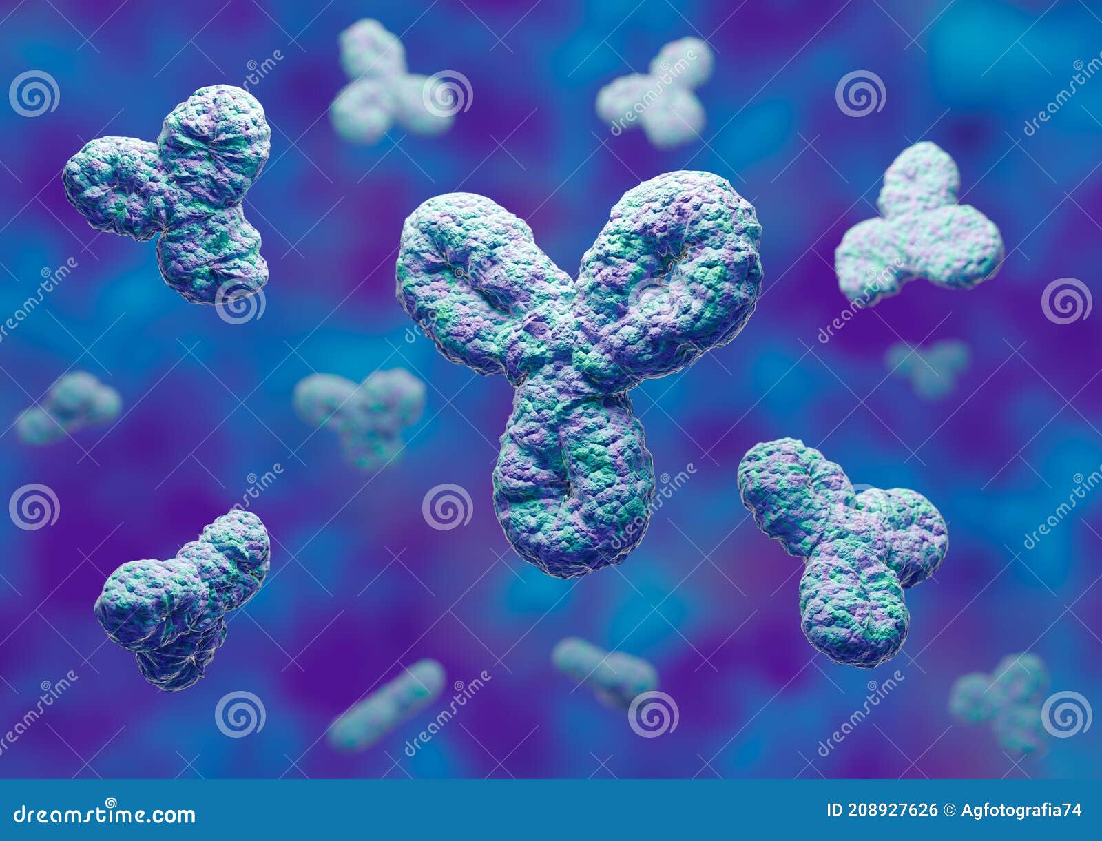 Human Antibodies Immunoglobulin Proteins Immune System Stock ...