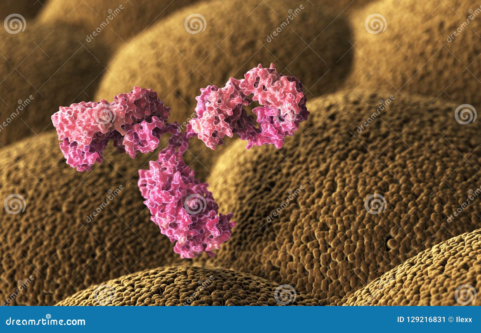 Human Antibody Immunoglobulin Stock Illustration - Illustration of ...