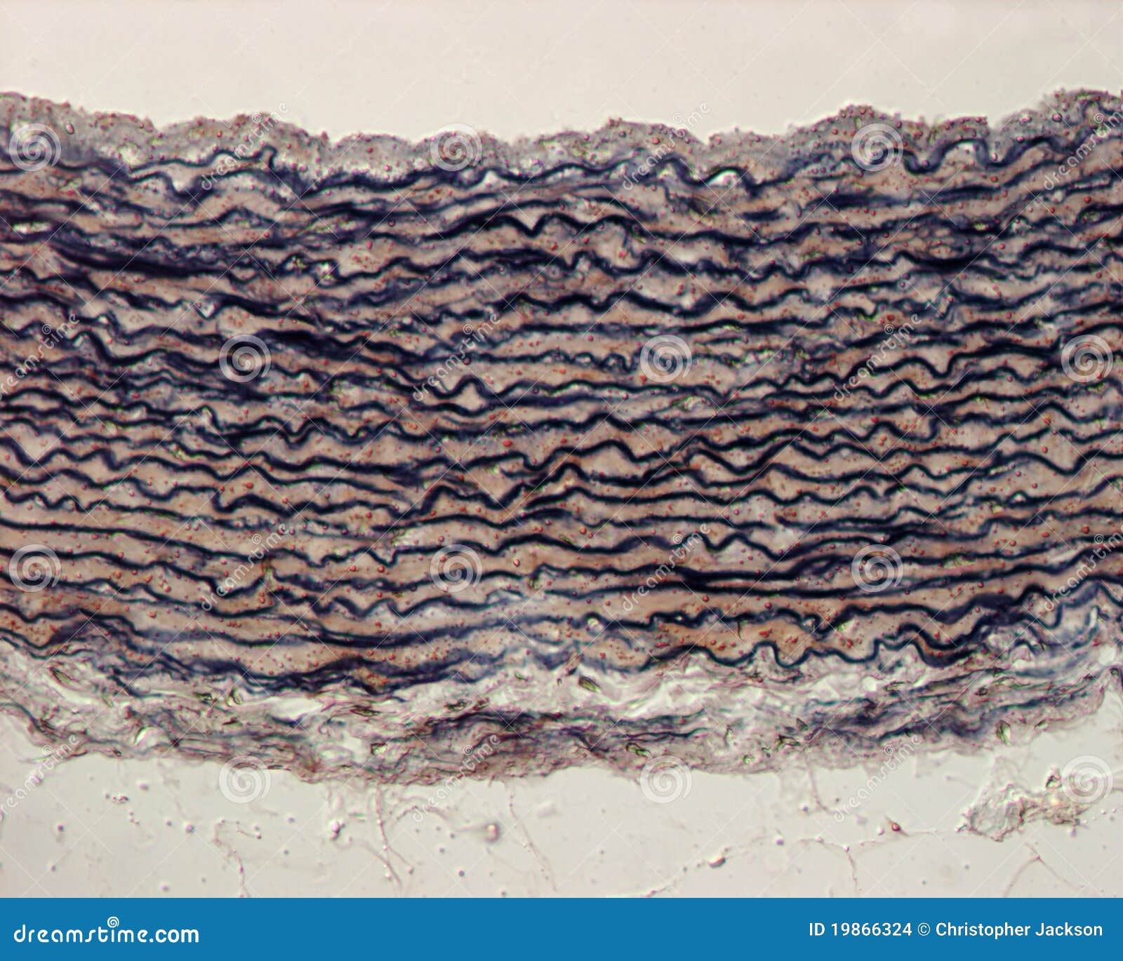 Vein Section Under The Microscope Stock Photo | CartoonDealer.com #89512998