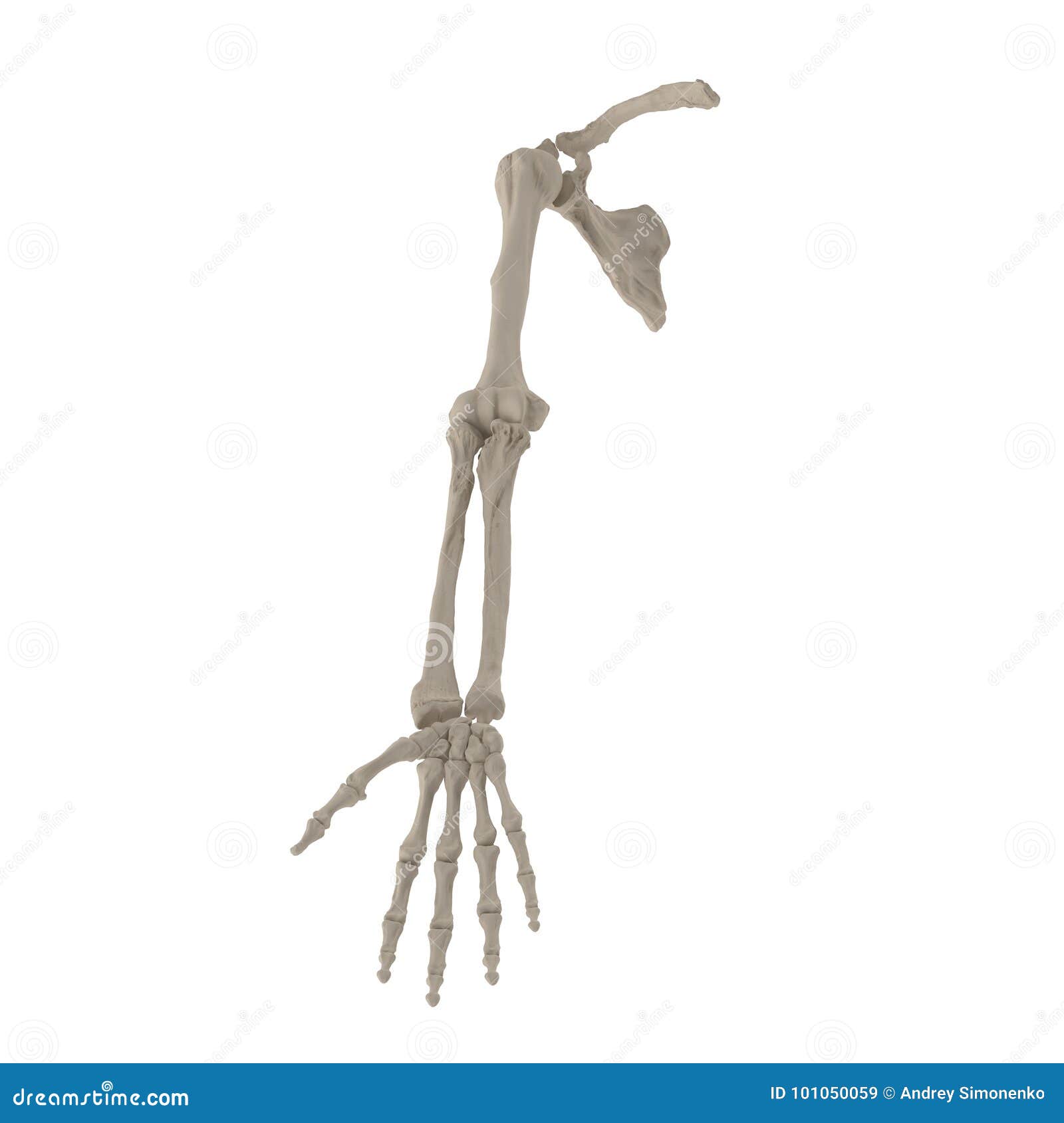 Real Human Arm Bones