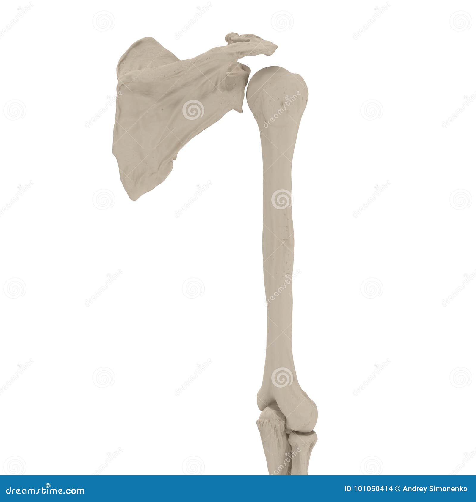 Human Arm Bones White Stock Illustrations – 1,137 Human Arm Bones White ...