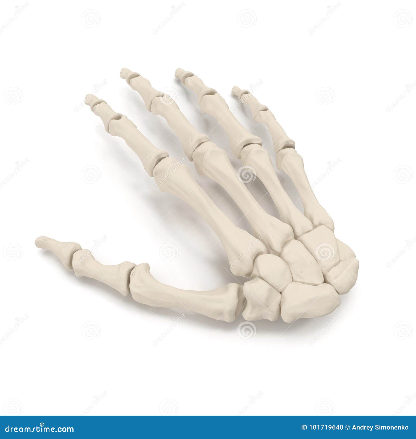 Real Human Arm Bones