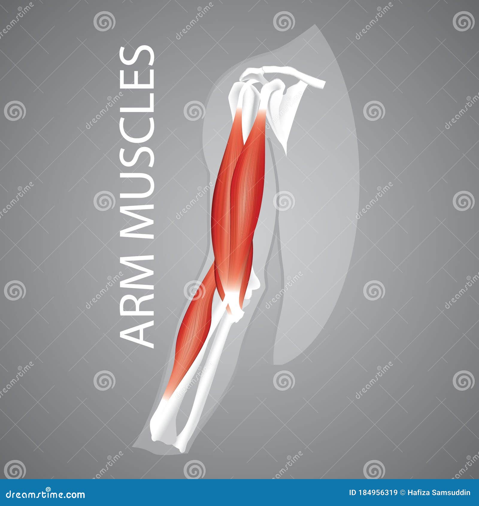 A Human Arm Muscles Illustration. Stock Illustration - Illustration of ...