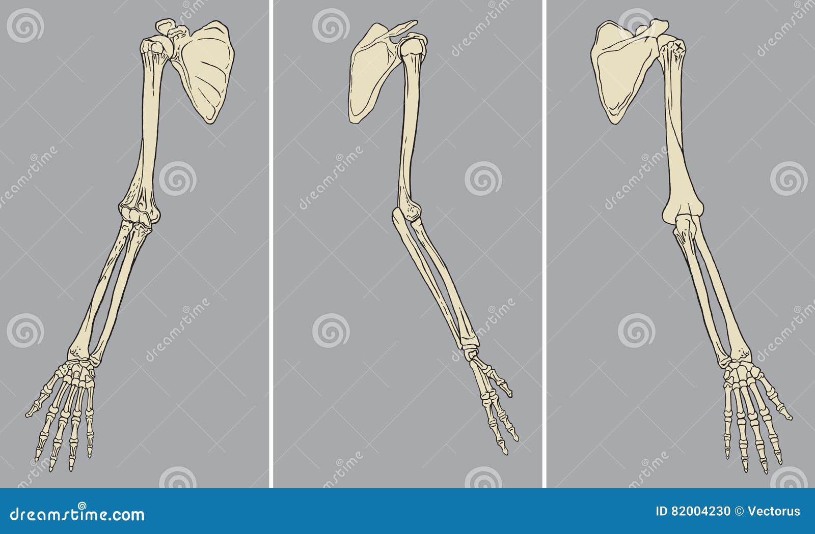 Human Arm Skeletal Anatomy Pack Vector Stock Vector - Illustration of ...