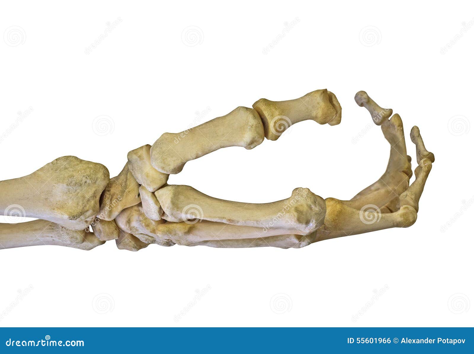Human Arm Skeleton Isolated On White Stock Photo - Image: 55601966