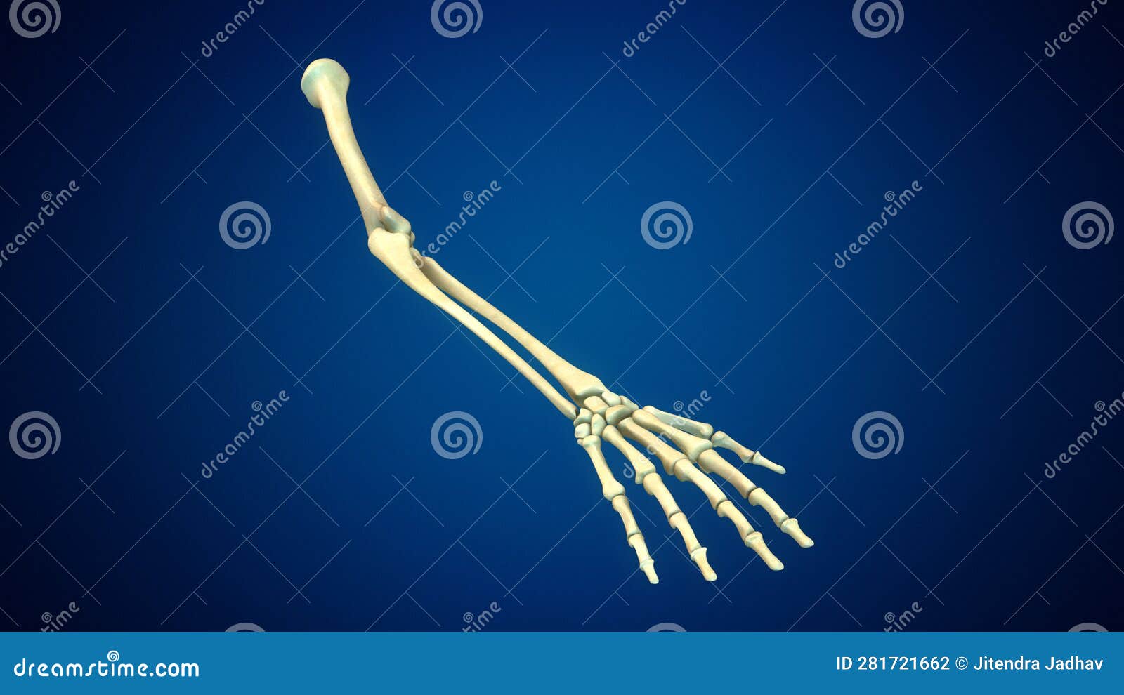 Human Arms Anatomy Medical Background Stock Illustration - Illustration ...