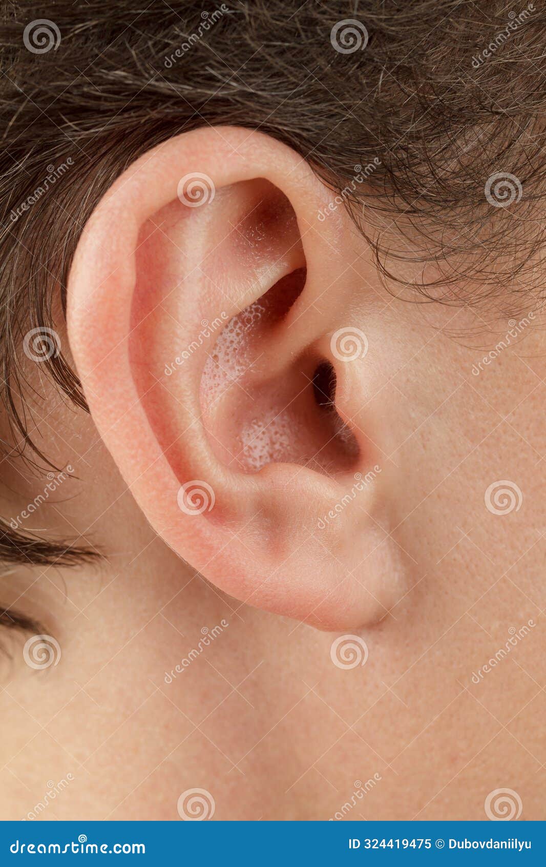 Human Auricle Structure of the Outer Ear Ear Canal Anatomy Hearing ...