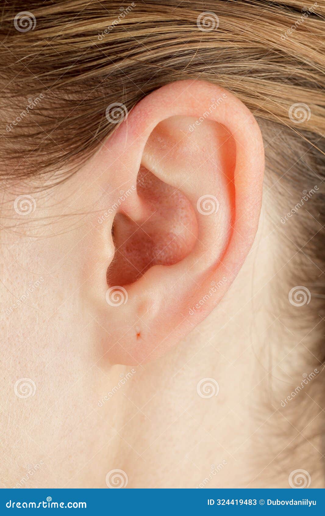 Human Auricle Structure of the Outer Ear Ear Canal Anatomy Hearing ...