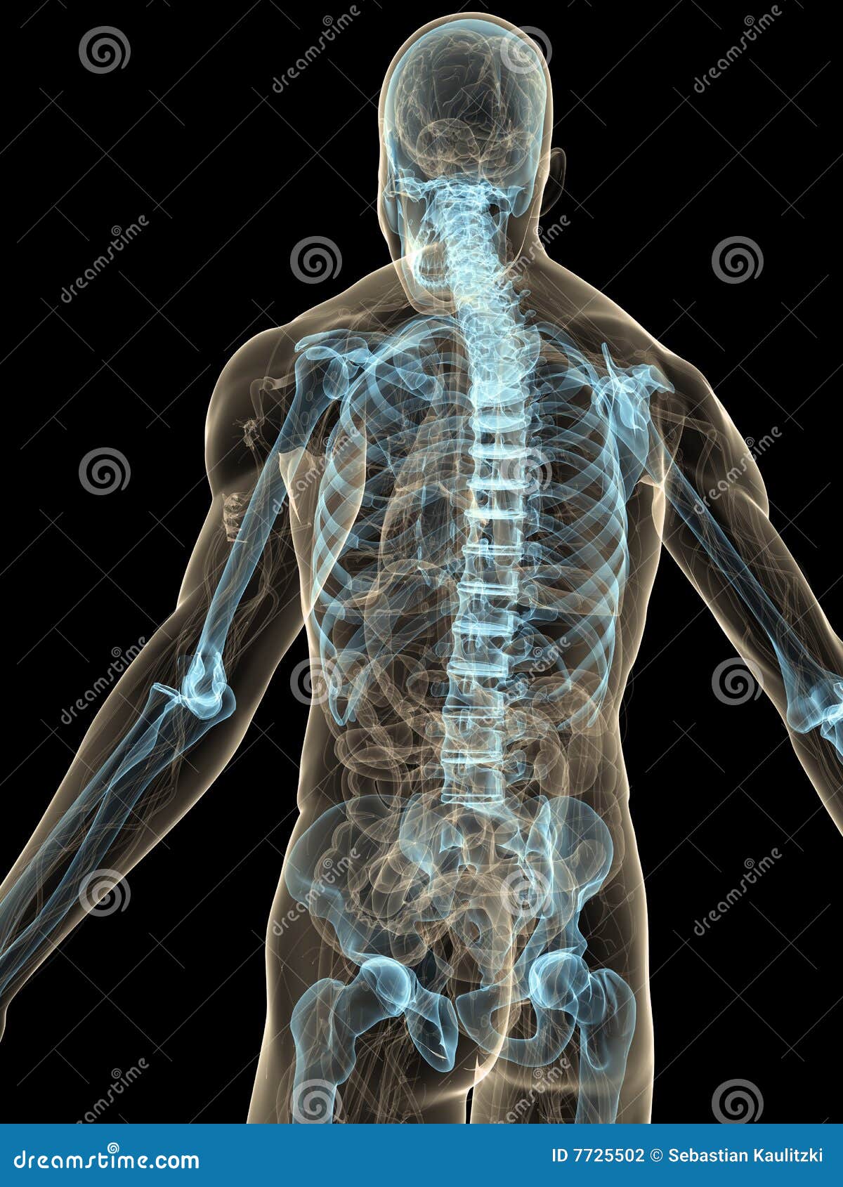 Human back stock illustration. Illustration of ilium, backbone - 7725502