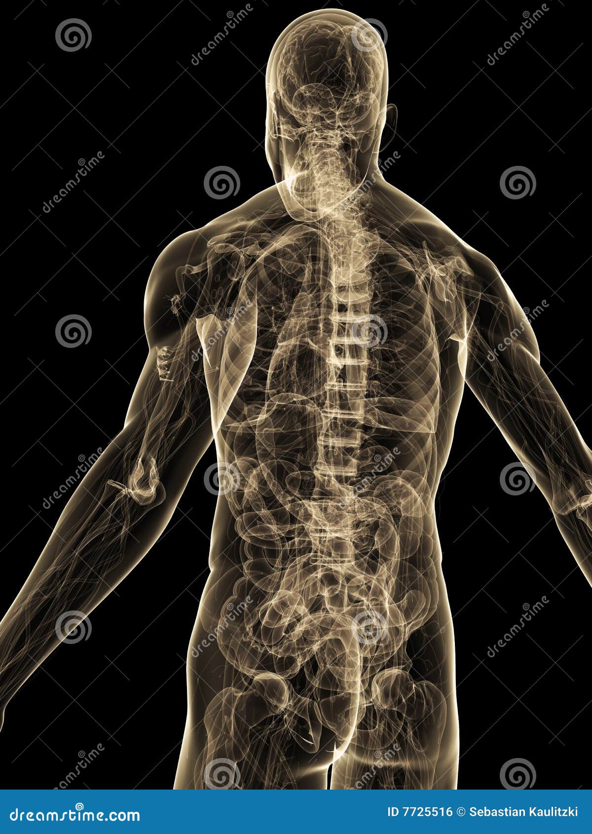 Human back stock illustration. Illustration of ache, inflammation - 7725516