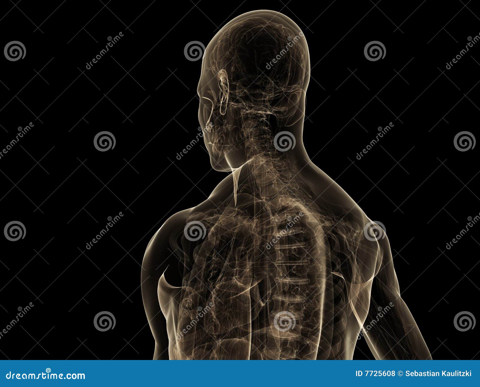 Human back stock illustration. Illustration of biological - 7725608