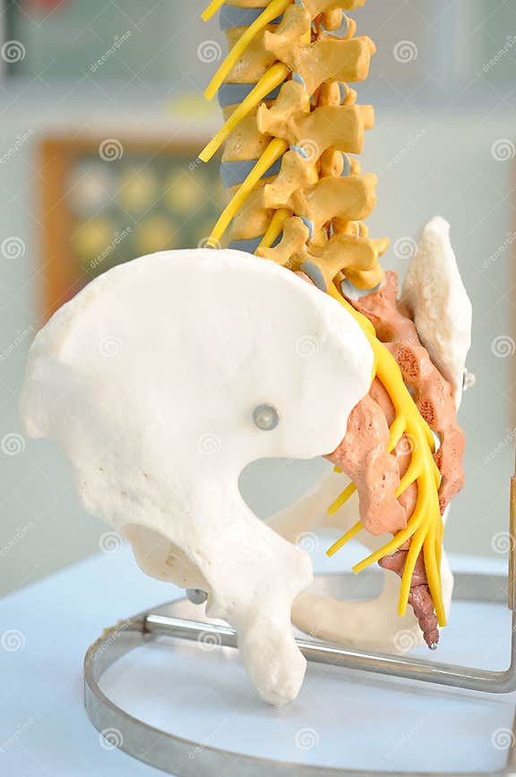 Human back bone model stock image. Image of body, model - 48839087