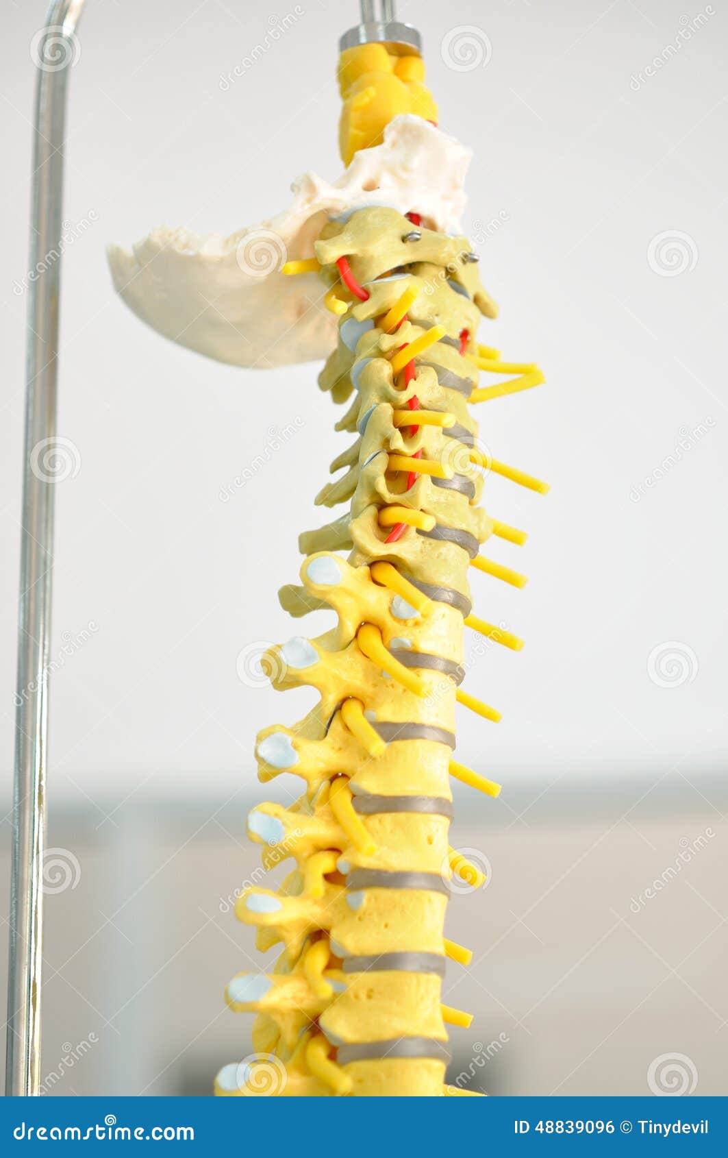 Human back bone model stock photo. Image of bone, medical - 48839096