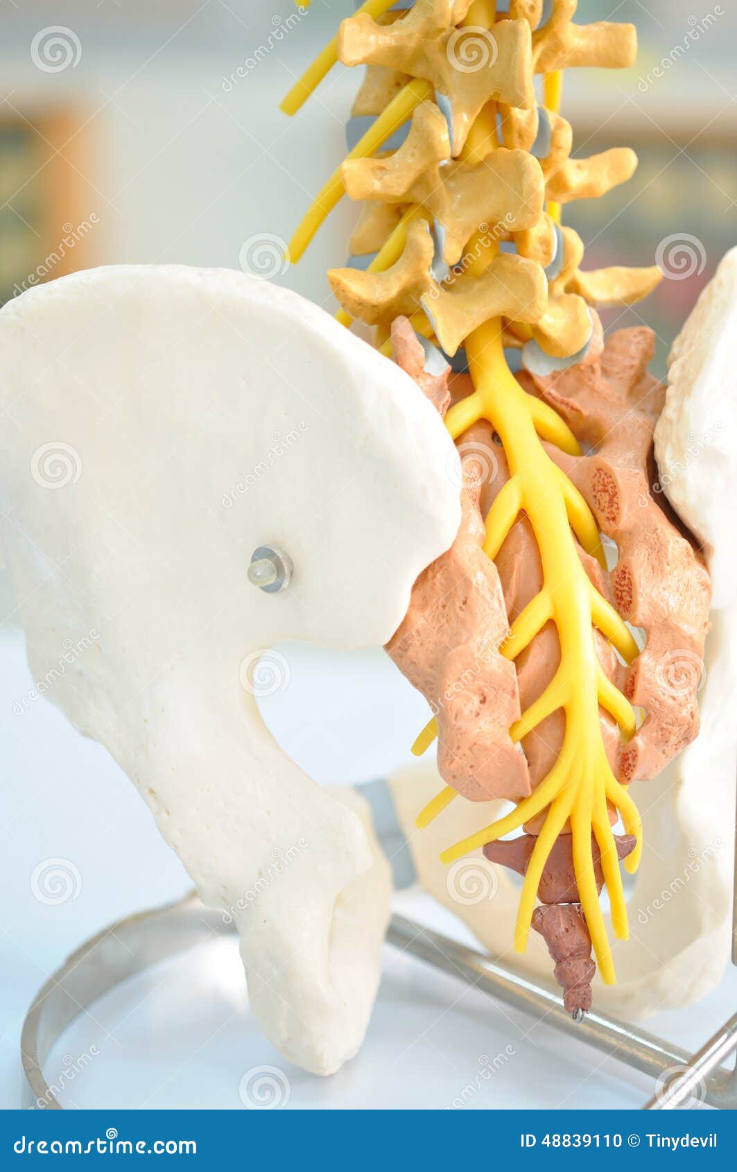 Human back bone model stock photo. Image of healing, chiropractor ...