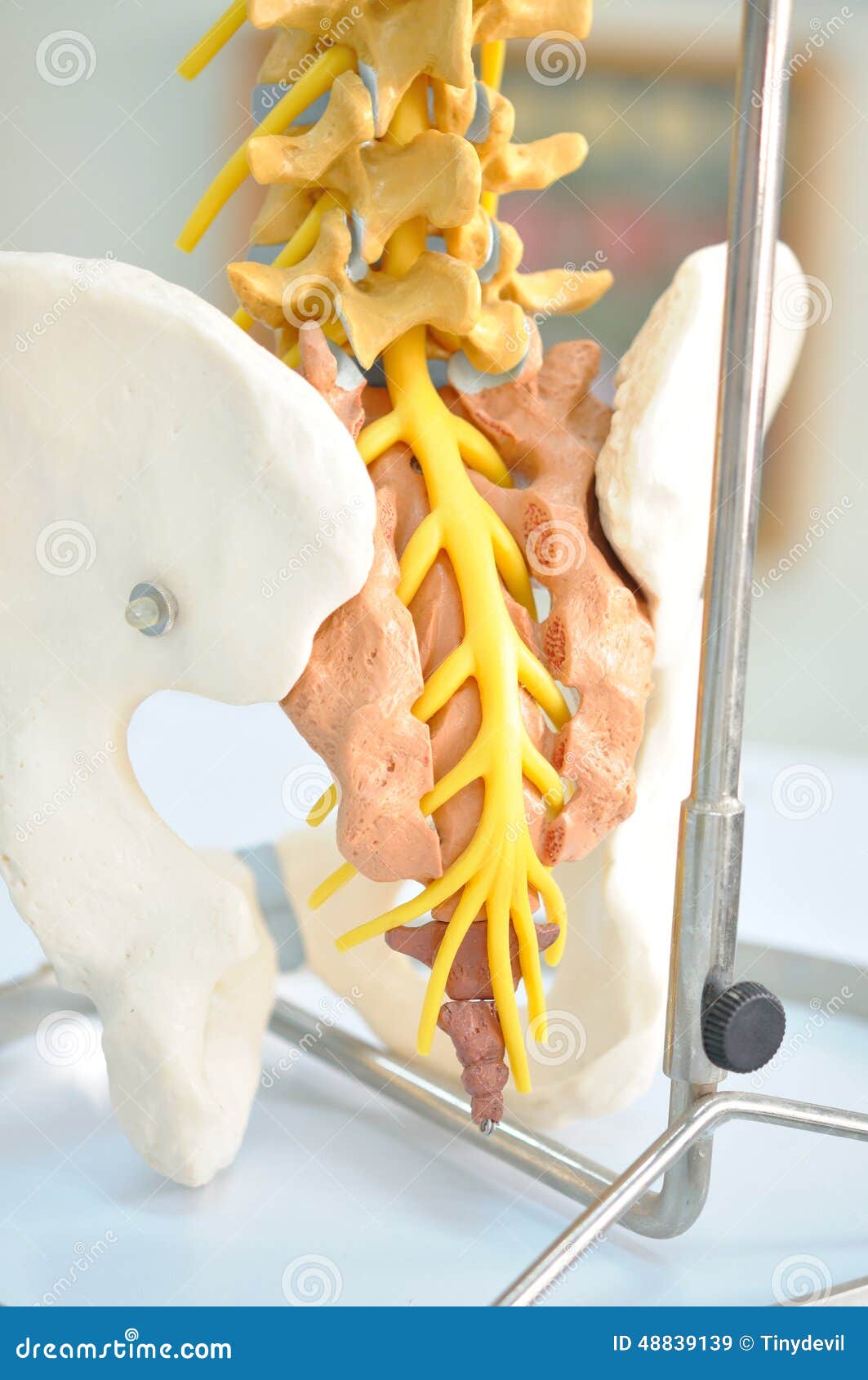 Human back bone model stock image. Image of anatomy, chest - 48839139