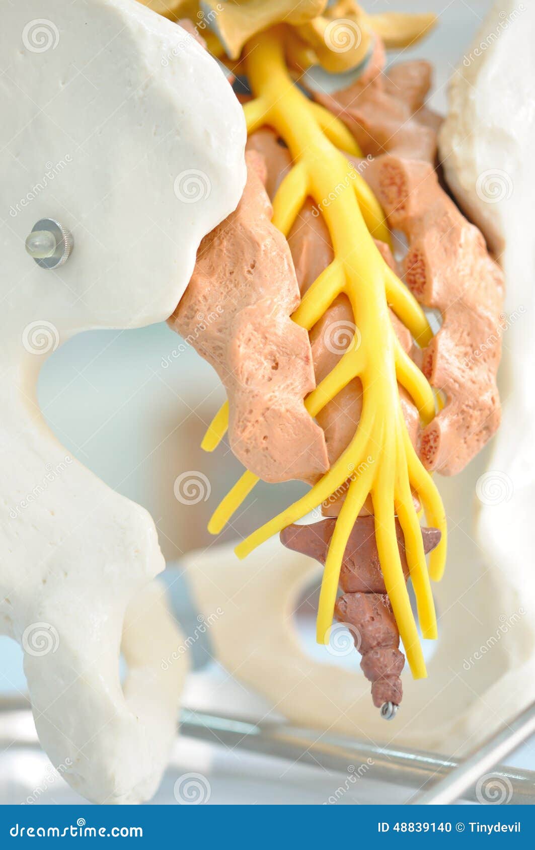 Human back bone model stock photo. Image of healthcare - 48839140