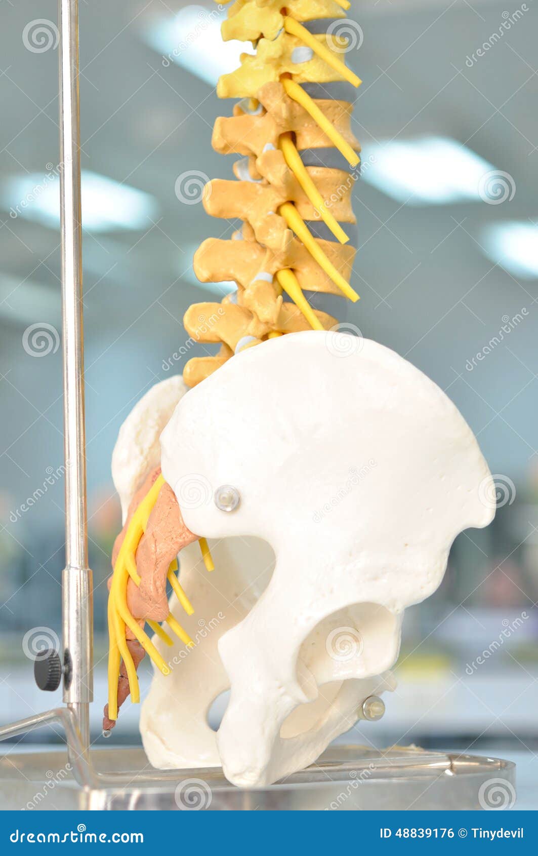 Human back bone model stock photo. Image of backache - 48839176