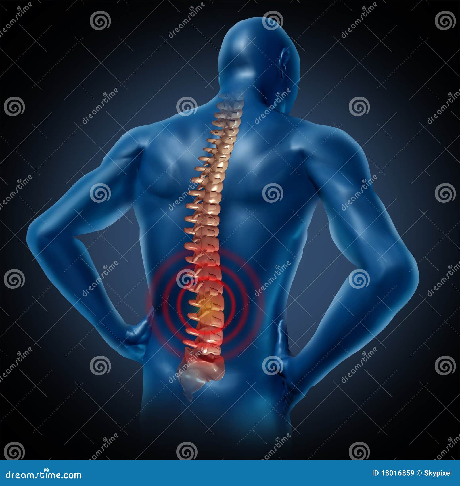 Human Back Pain Medical Spinal Cord Skeleton Stock Illustration ...