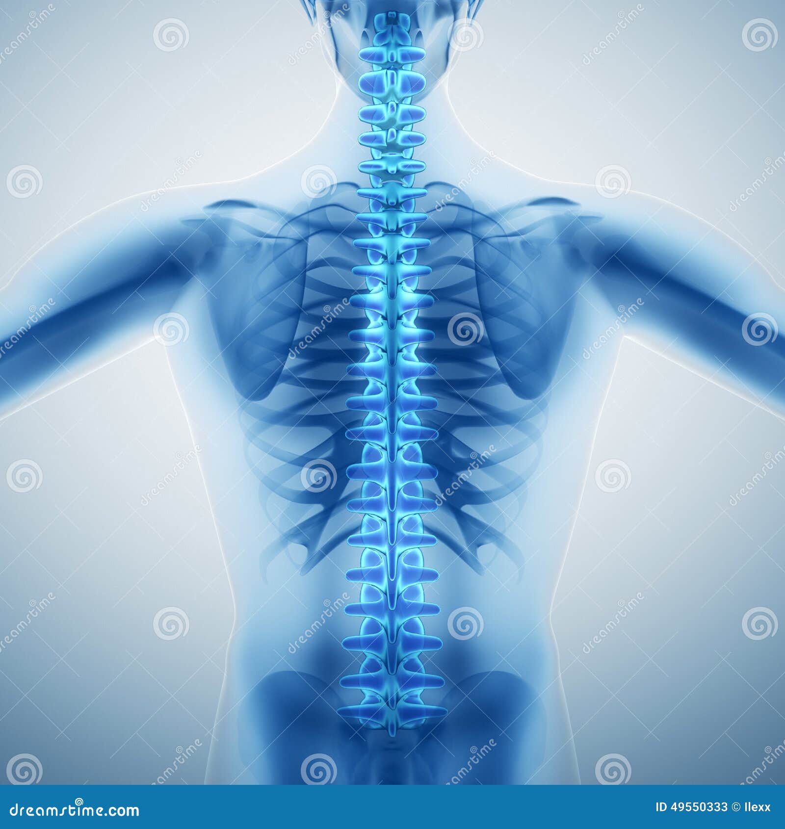 Human backbone stock illustration. Illustration of vertebra - 49550333